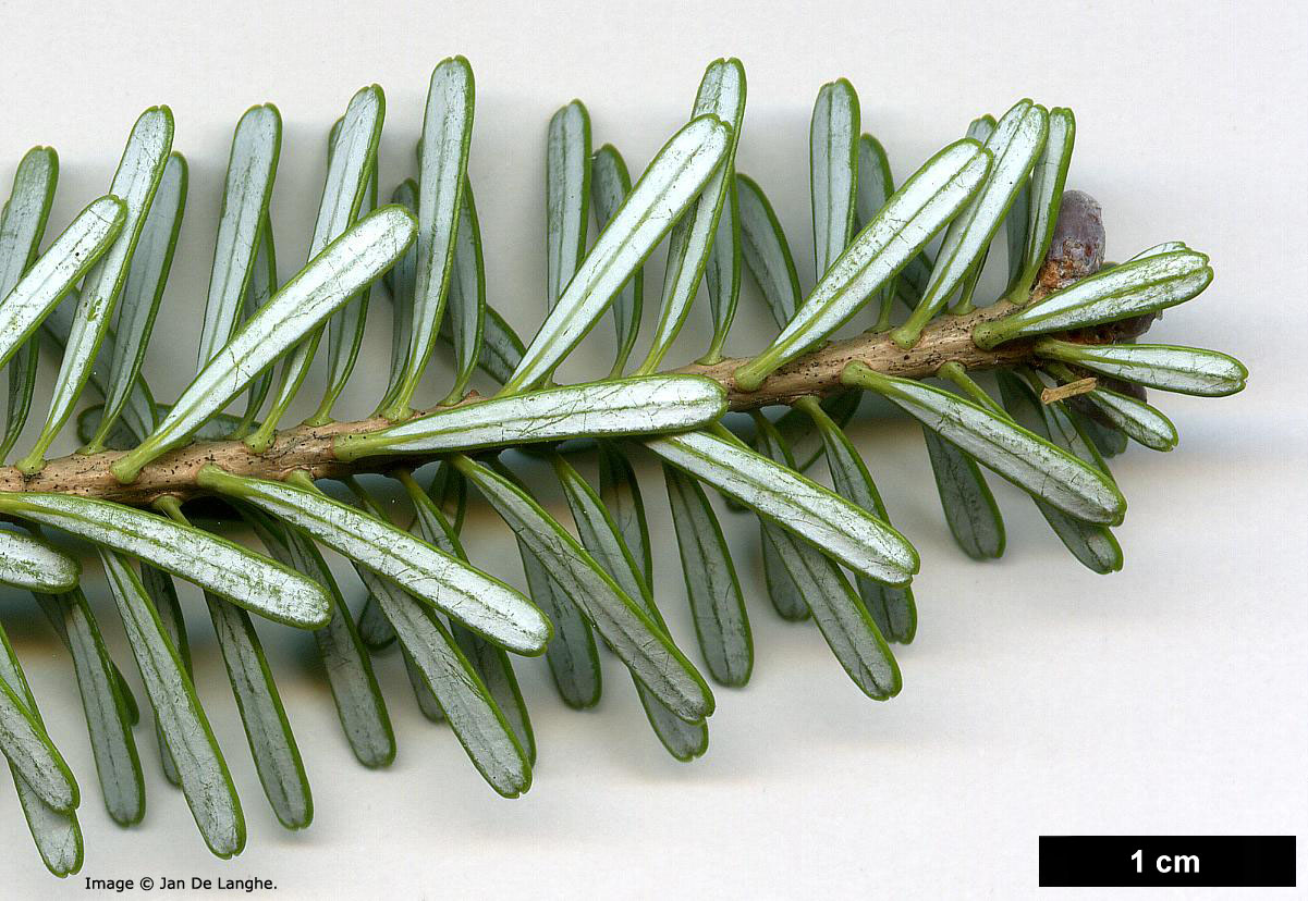 Abies Koreana Korean Fir. Award FREE DELIVERY