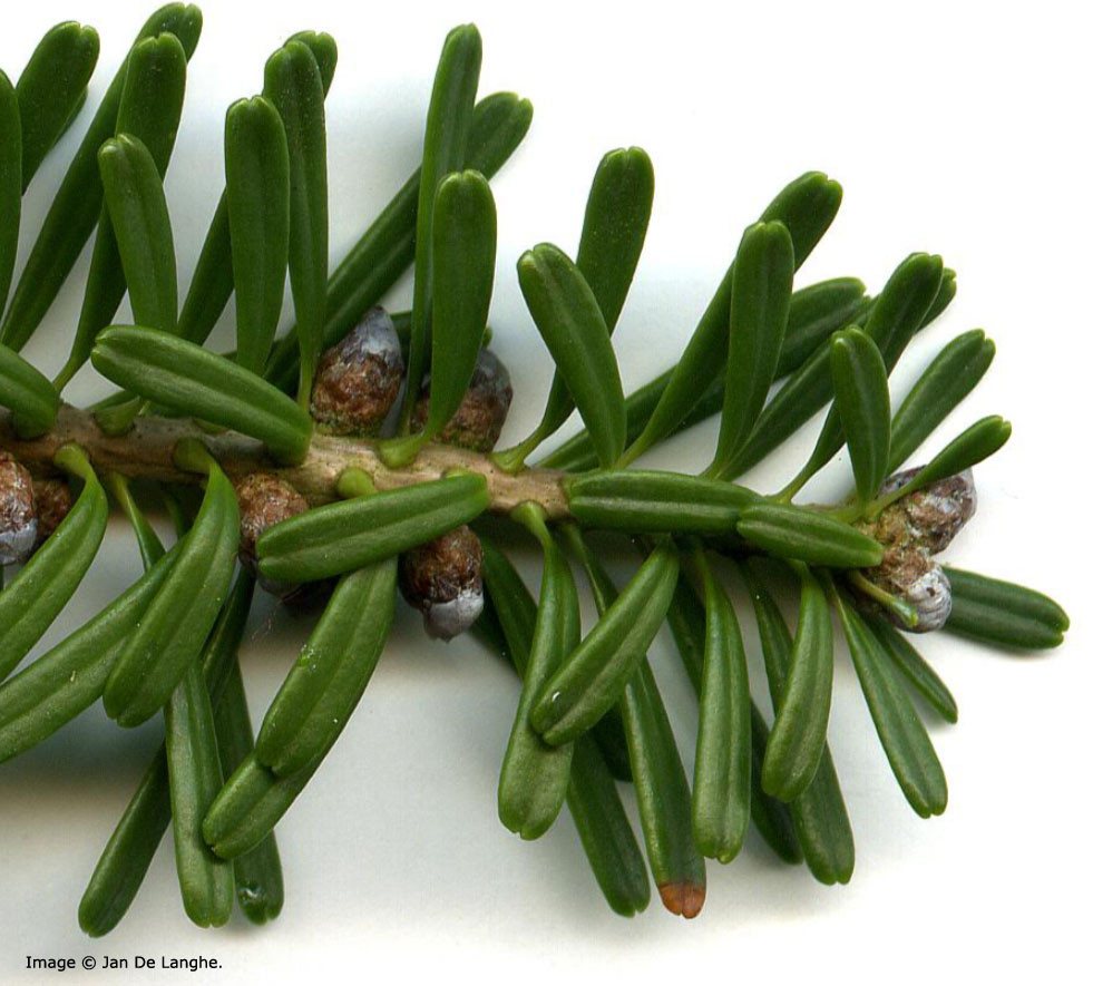 Abies Koreana Korean Fir. Award FREE DELIVERY