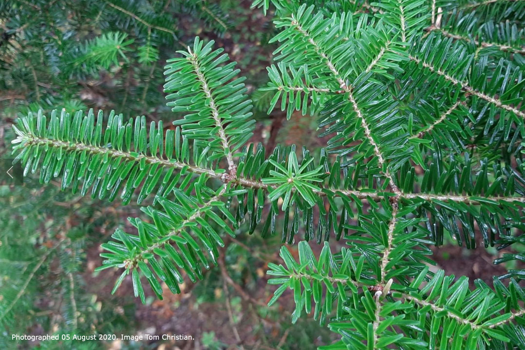 Abies Koreana Korean Fir. Award FREE DELIVERY