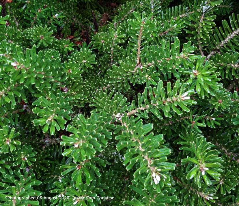 Abies Koreana Korean Fir. Award FREE DELIVERY
