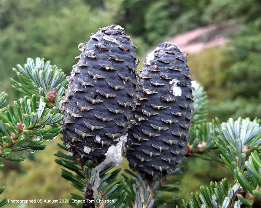Abies Koreana Korean Fir. Award FREE DELIVERY
