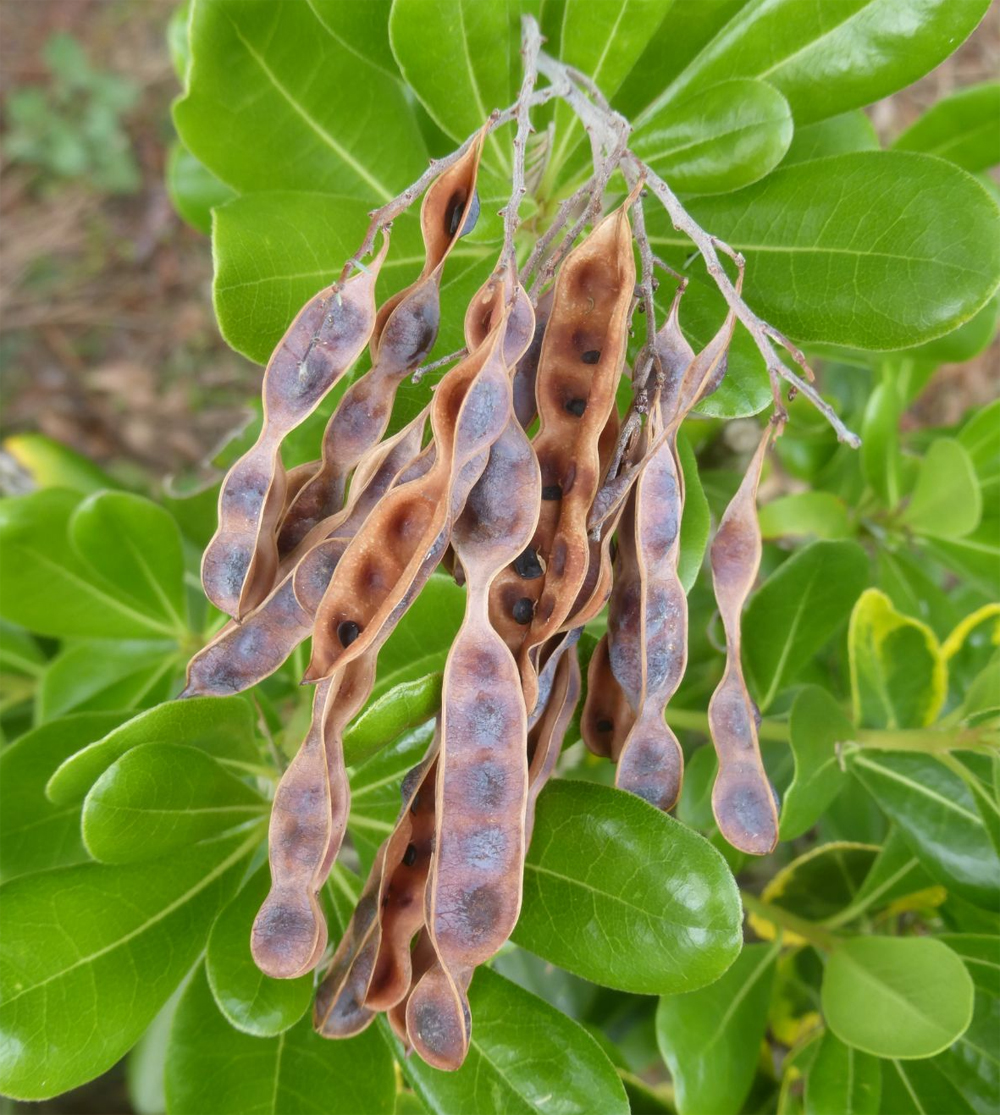 Buy Acacia Dealbata Tree FREE DELIVERY