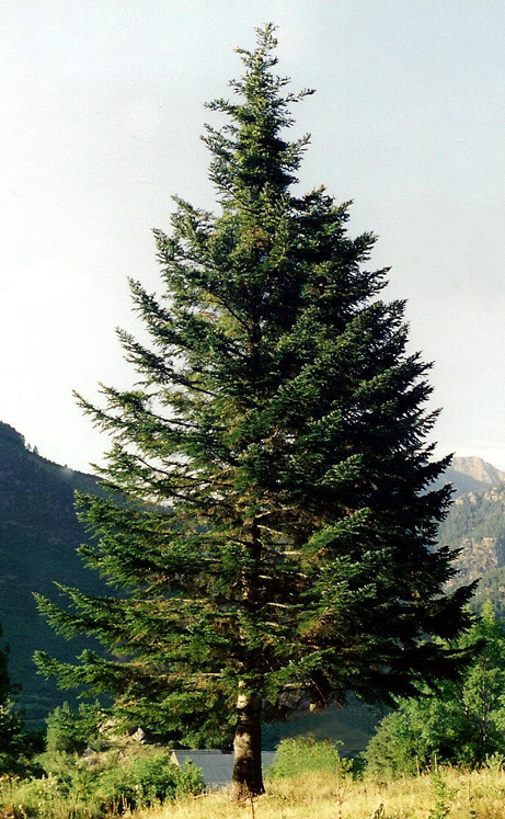 Buy Silver Fir tree online FREE UK DELIVERY + FREE 3 YEAR TREE WARRANTY