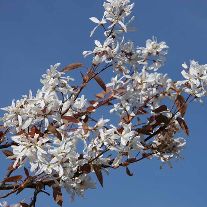 Buy La Paloma Snowy Mespilus Tree online from UK supplier of garden ...