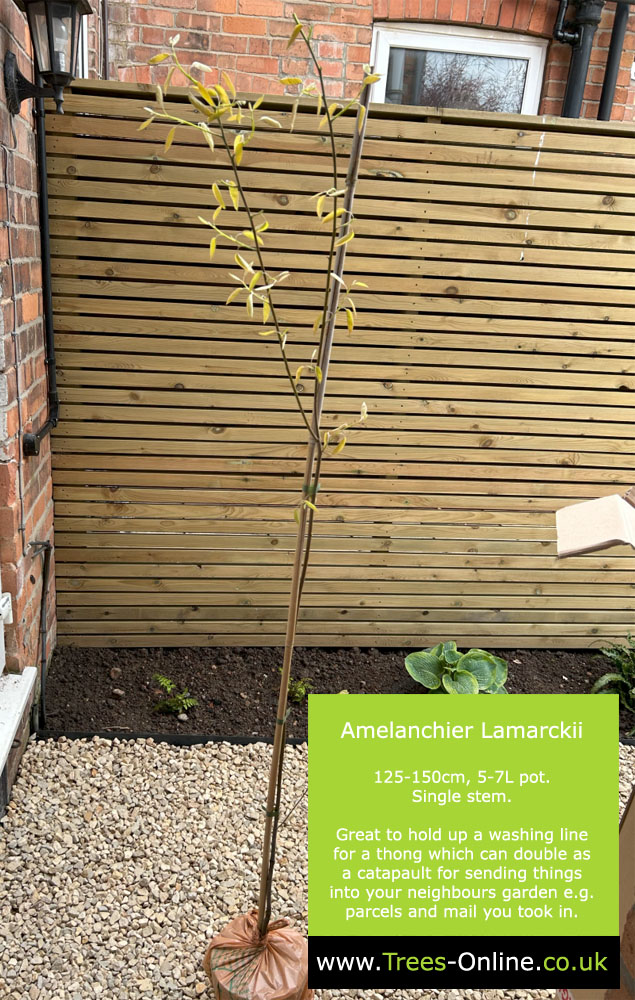 Buy Snowy Mespilus Tree online FREE DELIVERY