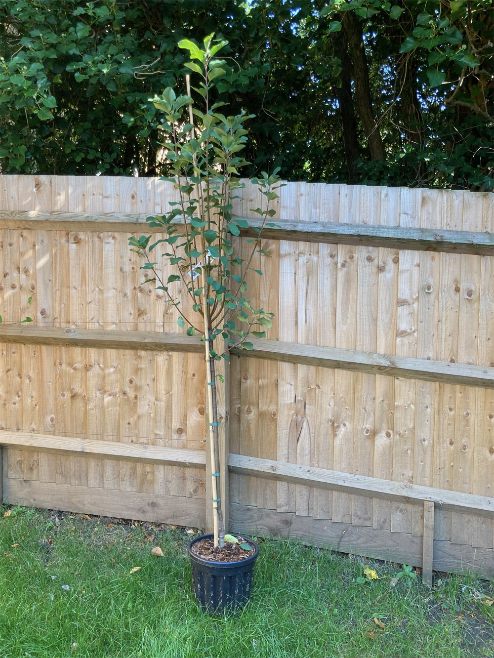 Buy Obelisk Snowy Mespilus, tree online FREE UK DELIVERY + FREE 3 YEAR ...
