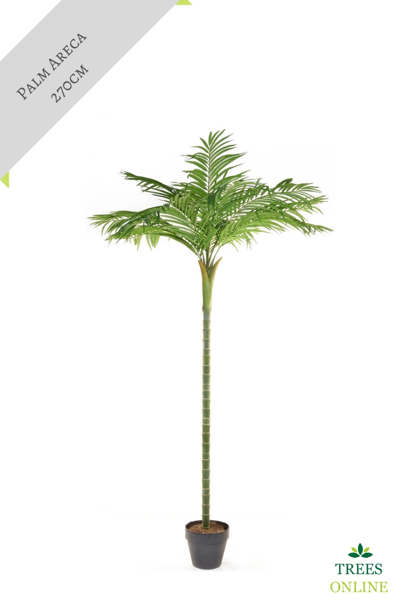 Areca Palm Tree India