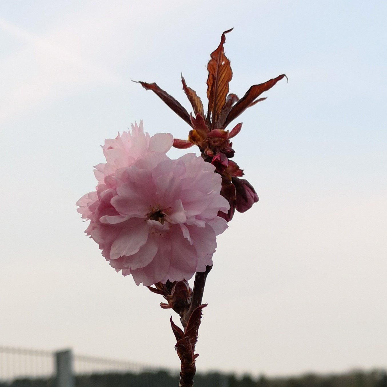 Buy bare root Flowering Cherry Royal Burgundy tree online FREE UK ...