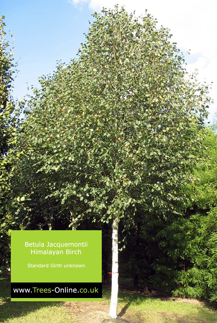 Buy Himalayan Birch Tree (Betula utilis var. jacquemontii) Online