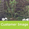 Buy Trinity College Birch Tree online FREE UK DELIVERY