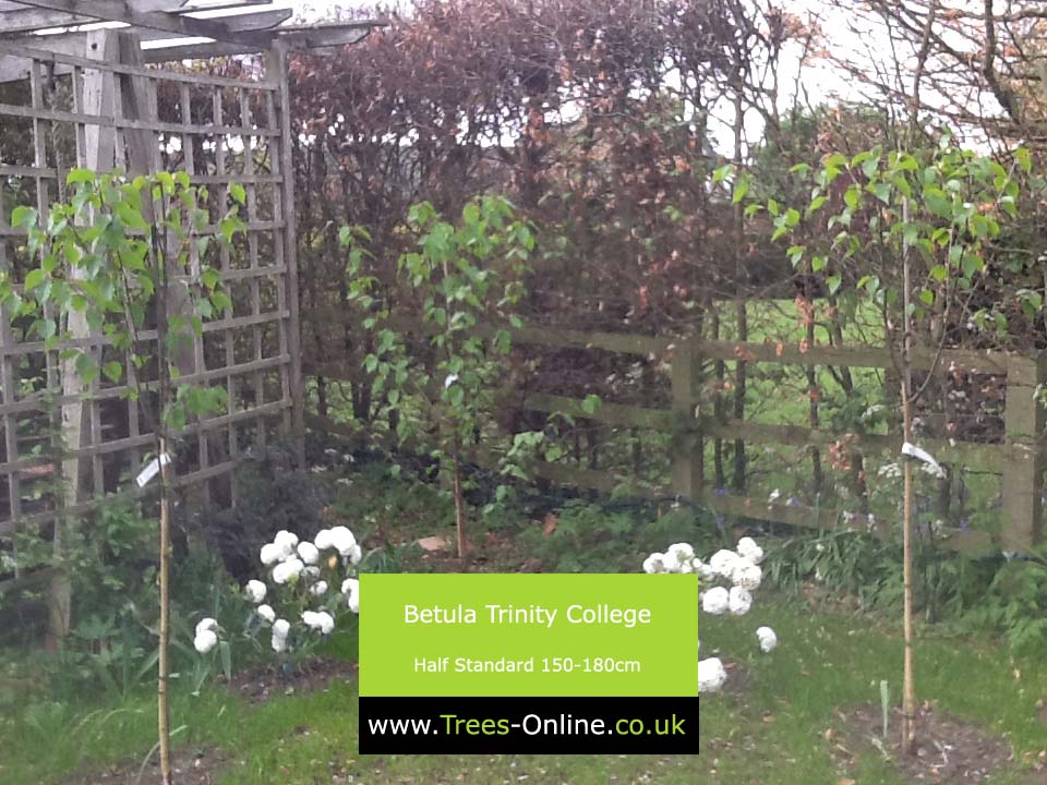 Buy Trinity College Birch Tree online FREE UK DELIVERY