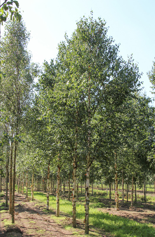 Buy Chinese Red Birch Betula Albosinensis Fascination Tree Online