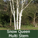 Buy Snow Queen Birch tree online FREE UK DELIVERY + FREE 3 YEAR TREE ...