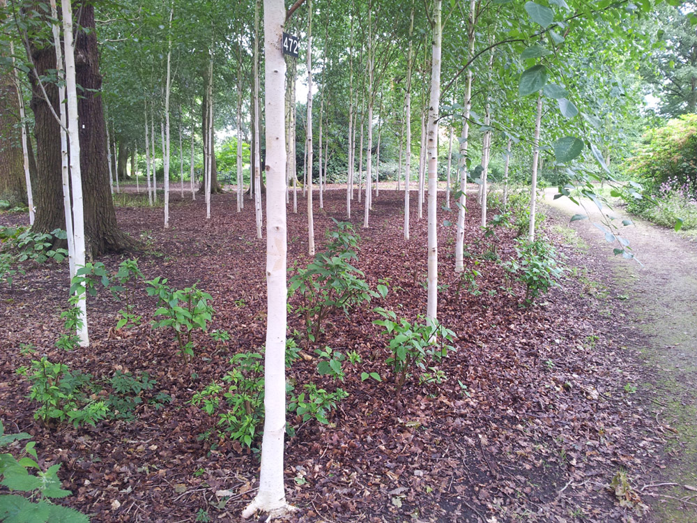 Buy Snow Queen Birch tree online FREE UK DELIVERY + FREE 3 YEAR TREE ...