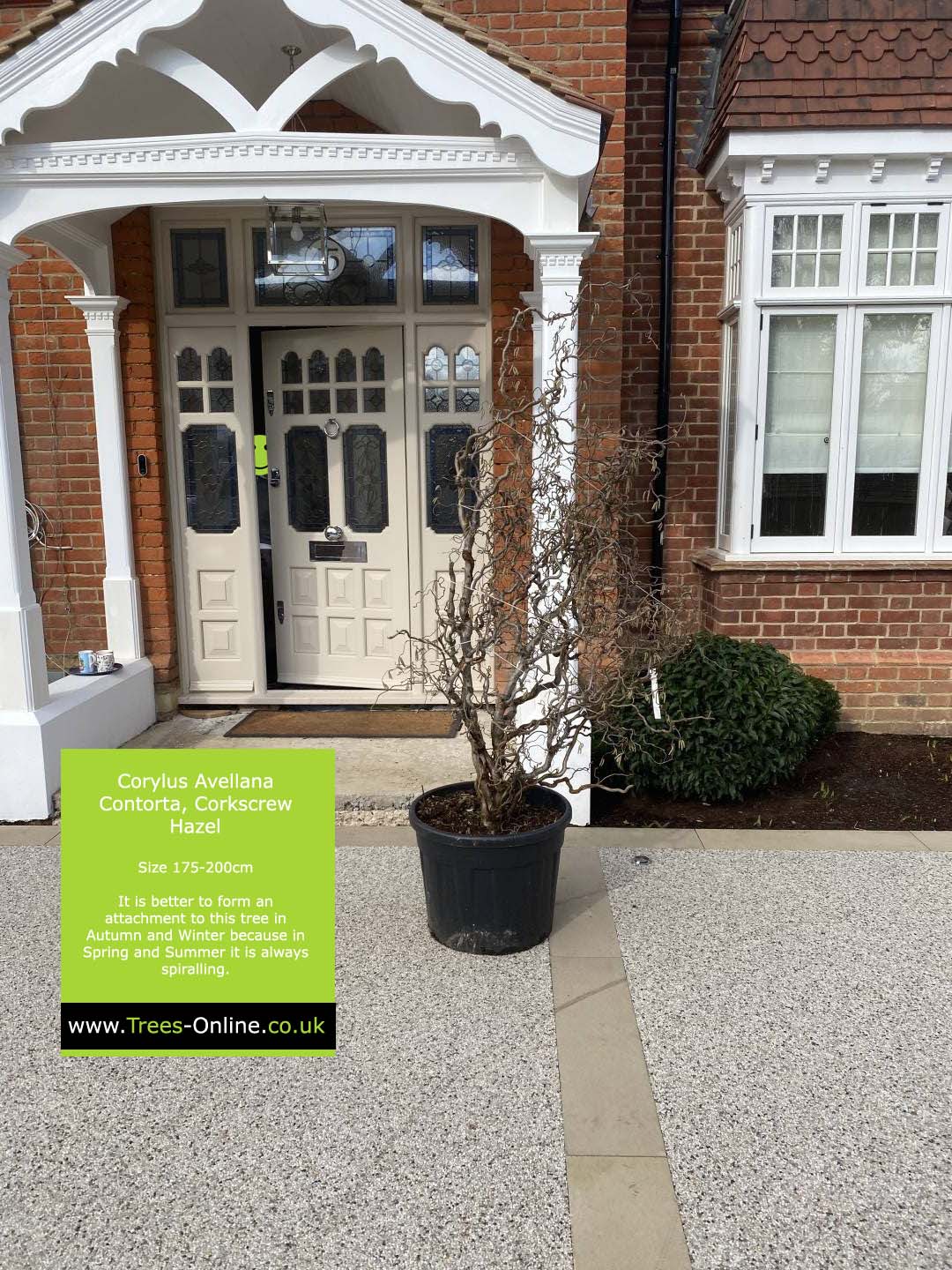 Buy Corkscrew Hazel tree online FREE UK DELIVERY