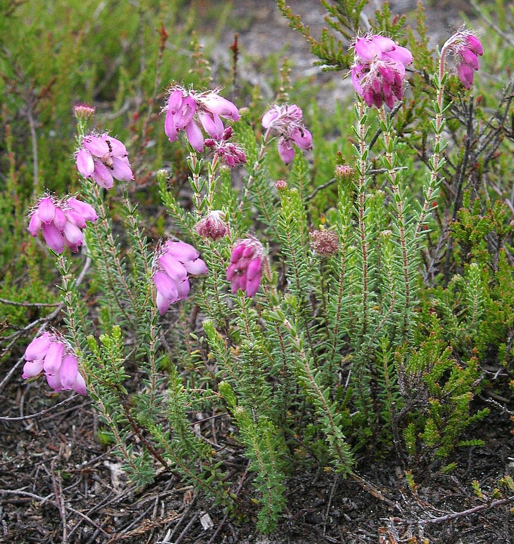 Erica Tetralix, Cross leaved Heath 20-60 cm **FREE DELIVERY + FREE 100% ...