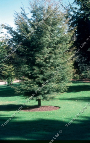 Buy Asplenifolia Fern Leaf Beech tree online FREE UK DELIVERY