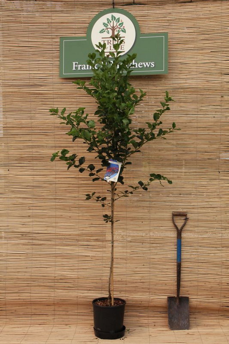Buy Bare Root Hawthorn Carriere Tree FREE UK DELIVERY + FREE 3 YEAR ...