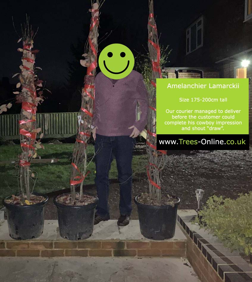Buy Snowy Mespilus Tree online FREE DELIVERY