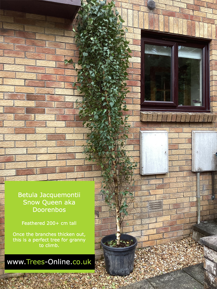 Buy Snow Queen Birch tree online FREE UK DELIVERY + FREE 3 YEAR TREE ...