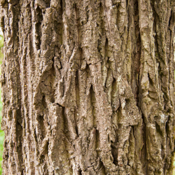 Buy Black Walnut Tree tree online FREE UK DELIVERY + FREE LIMITED TREE ...