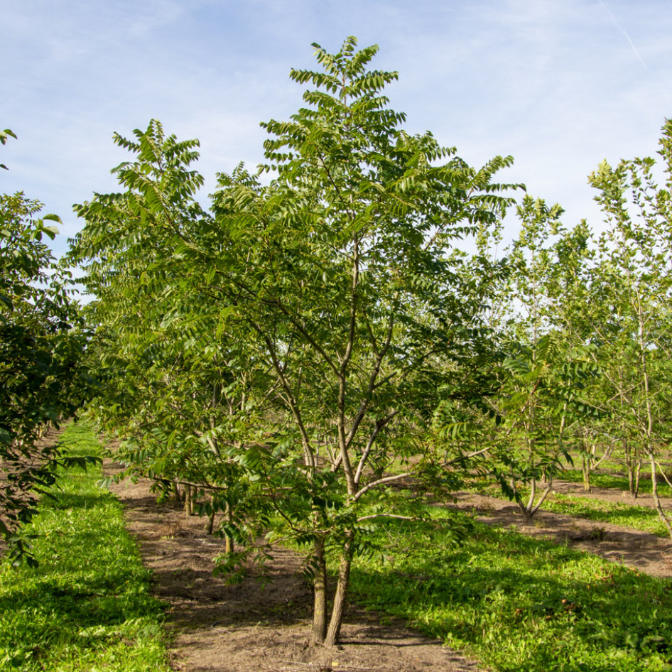 Buy Black Walnut Tree tree online FREE UK DELIVERY + FREE LIMITED TREE ...