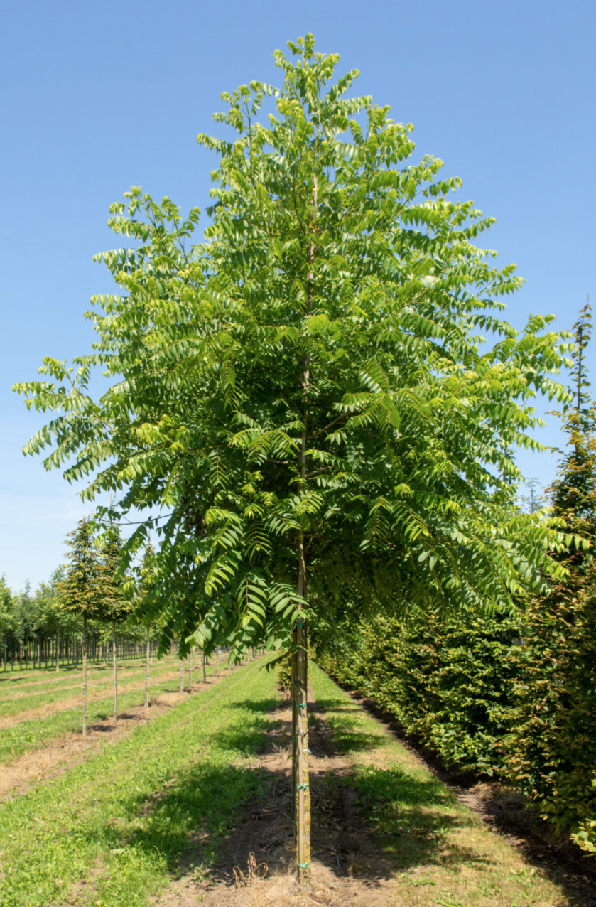 Buy Black Walnut Tree tree online FREE UK DELIVERY + FREE LIMITED TREE ...