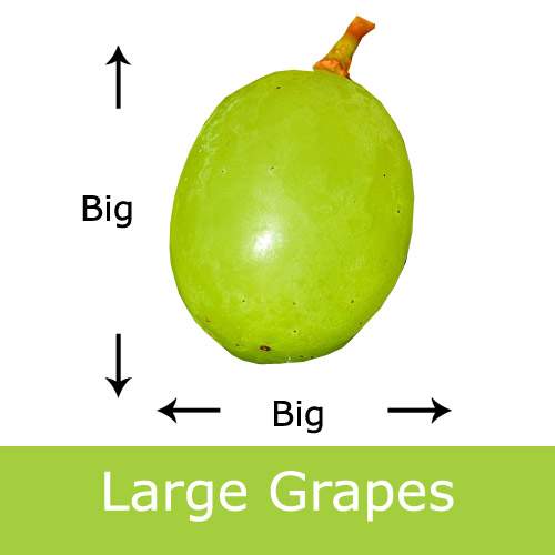 Buy Perlette Grape Vine Online | 3 YEAR LTD WARRANTY