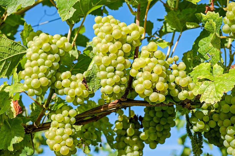 Buy Perlette Grape Vine Online | 3 YEAR LTD WARRANTY