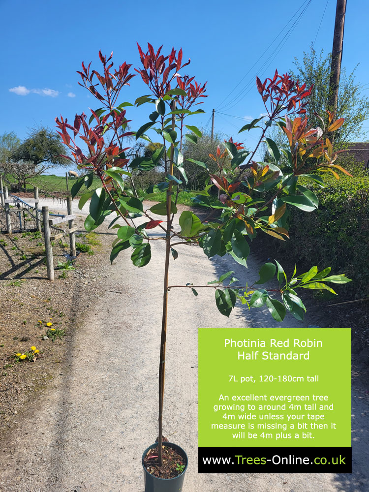 Buy Red Robin Photinia tree online FREE UK DELIVERY + FREE 3 YEAR ...