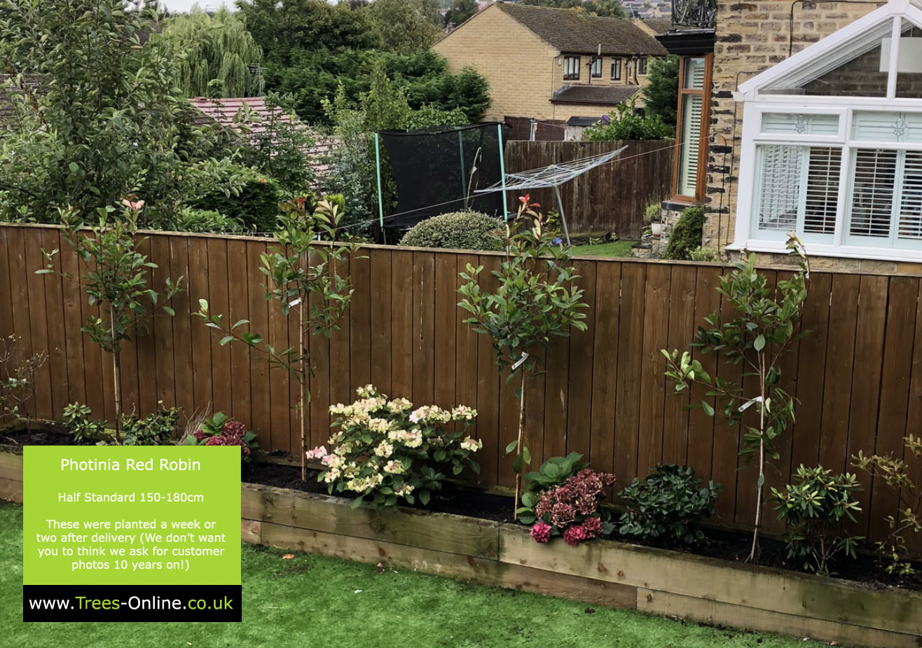 Buy Red Robin Photinia tree online FREE UK DELIVERY