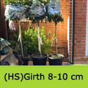 Buy Red Robin Photinia tree online FREE UK DELIVERY