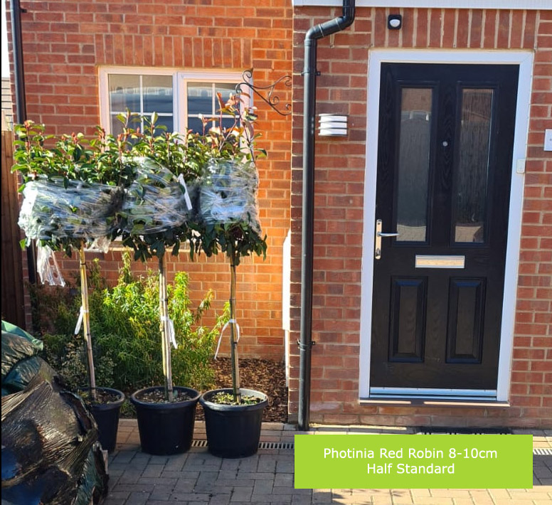 Buy Red Robin Photinia tree online FREE UK DELIVERY