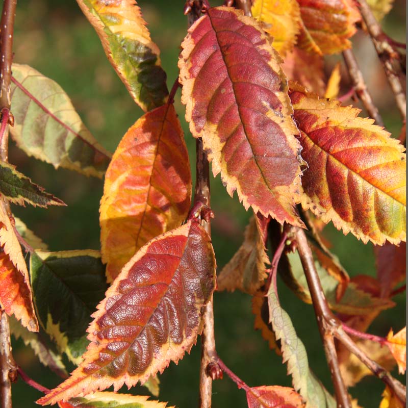Buy Prunus 'Frilly Frock' Cherry tree online FREE UK DELIVERY + FREE 3 ...