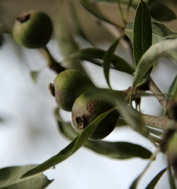 Buy Weeping Pear tree online FREE UK DELIVERY + FREE LIMITED TREE WARRANTY