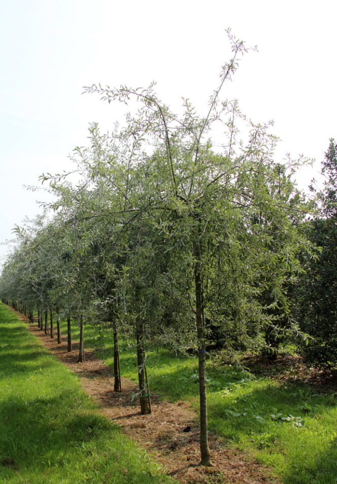 Buy Weeping Pear tree online FREE UK DELIVERY + FREE LIMITED TREE WARRANTY