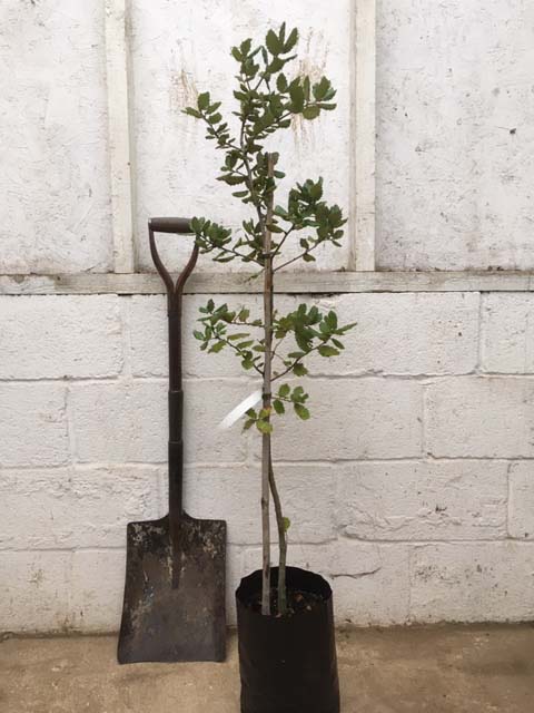 Buy Mature Holm Oak Tree Online FREE DELIVERY + TREE WARRANTY