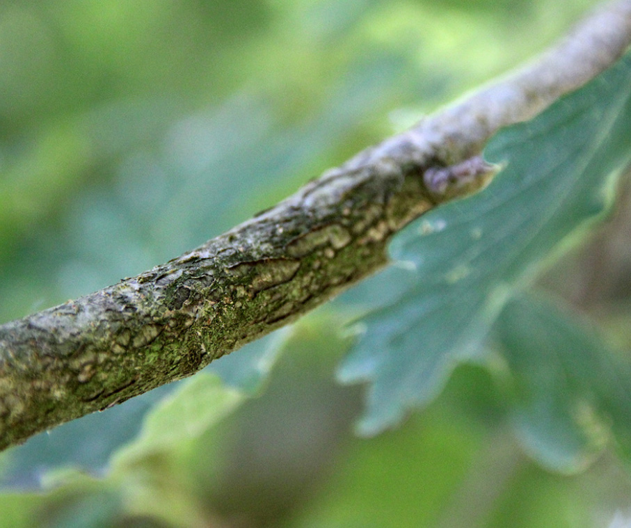Buy Mature Sessile Oak Quercus Petraea Online FREE DELIVERY