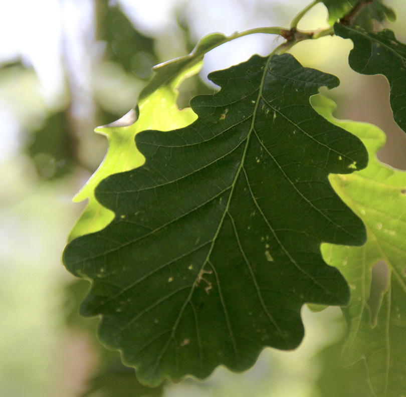 Buy Mature Sessile Oak Quercus Petraea Online FREE DELIVERY