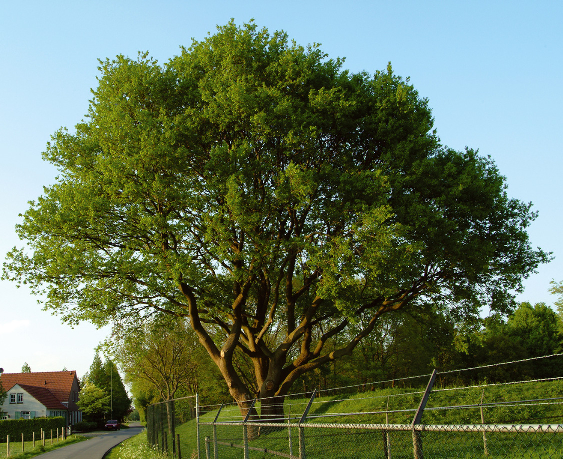 Buy Mature Sessile Oak Quercus Petraea Online FREE DELIVERY