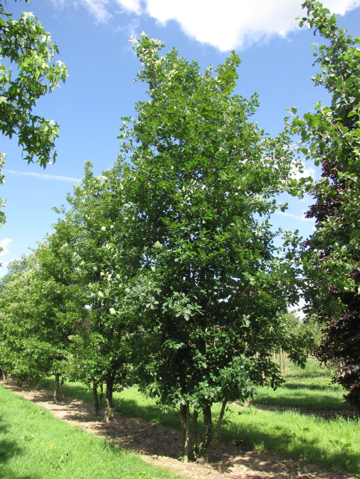 Buy Mature Sessile Oak Quercus Petraea Online FREE DELIVERY