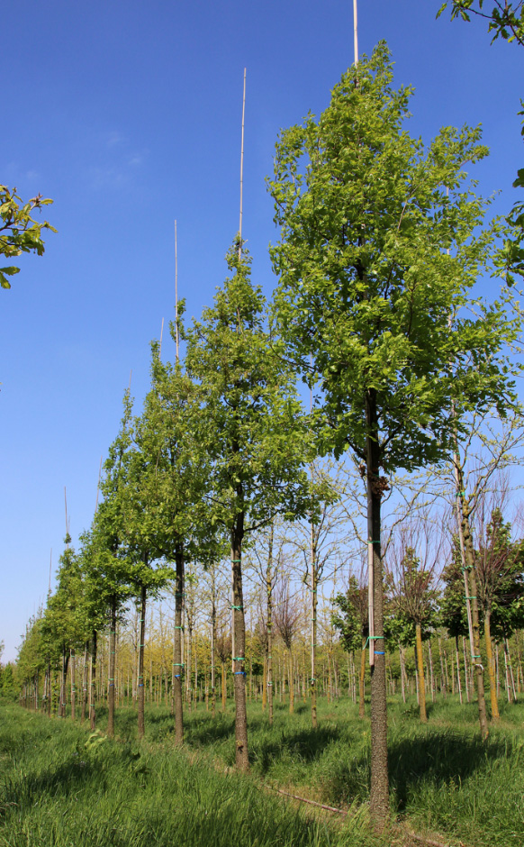 Buy Mature Sessile Oak Quercus Petraea Online FREE DELIVERY