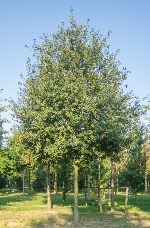 Buy Mature Sessile Oak Quercus Petraea Online FREE DELIVERY