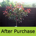 Buy Red Robin Photinia tree online FREE UK DELIVERY + FREE 3 YEAR ...