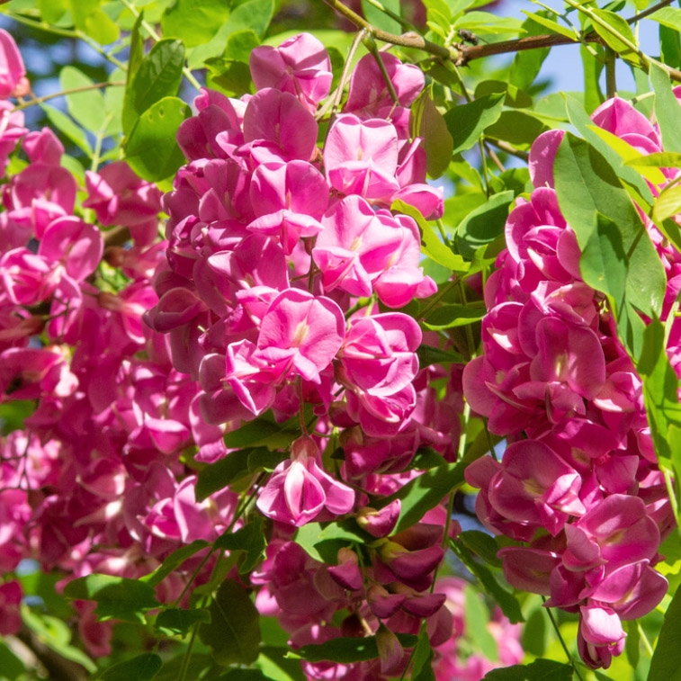 Buy Pink Acacia tree online FREE UK DELIVERY + FREE 3 YEAR TREE WARRANTY