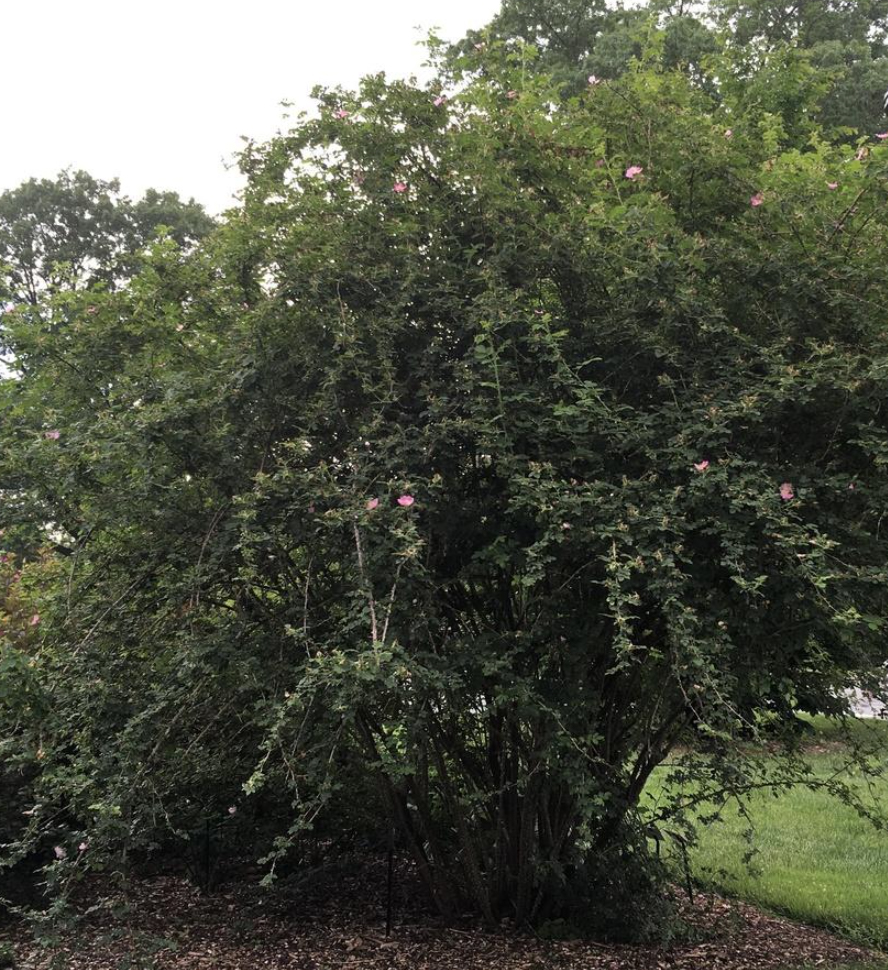 Buy Rosa Rubiginosa Sweet Briar Online FREE DELIVERY + WARRANTY