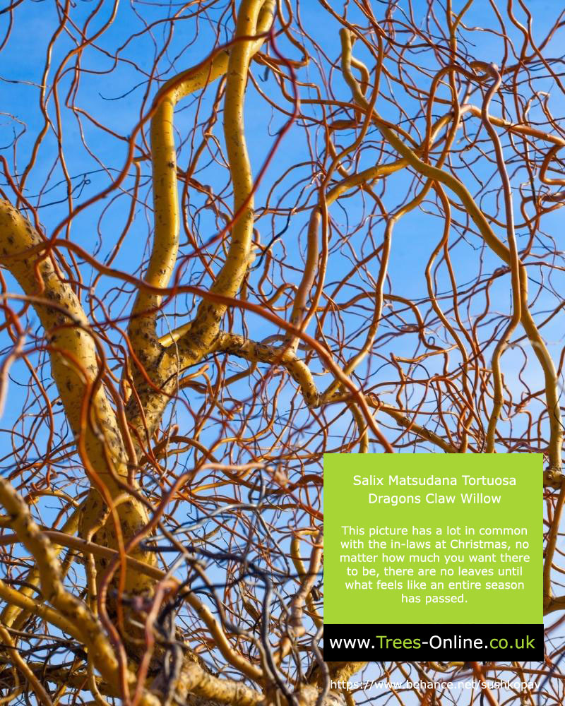 Mature 'Dragons Claw' Corkscrew Willow Salix Matsudana Tortuosa ...
