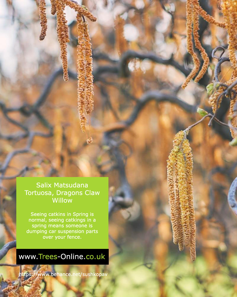 Mature 'Dragons Claw' Corkscrew Willow Salix Matsudana Tortuosa ...