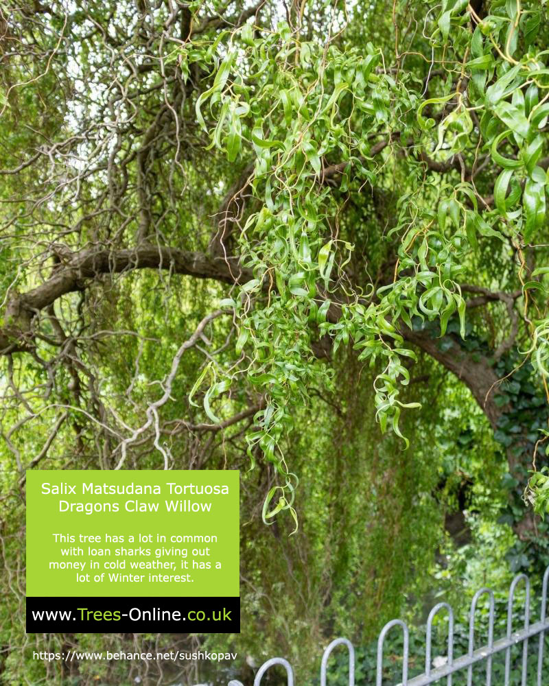 Mature 'Dragons Claw' Corkscrew Willow Salix Matsudana Tortuosa ...