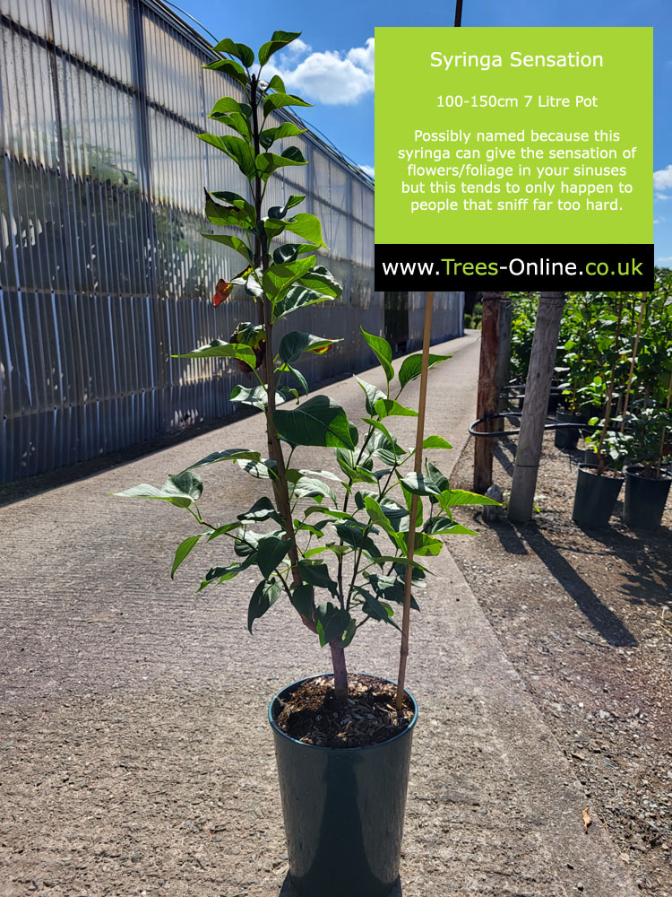 Buy Sensation Lilac tree online FREE UK DELIVERY + FREE 3 YEAR LIMITED ...
